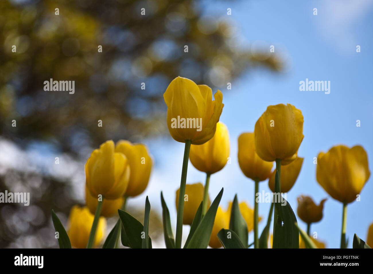 Native flowers new zealand orange hi-res stock photography and images ...