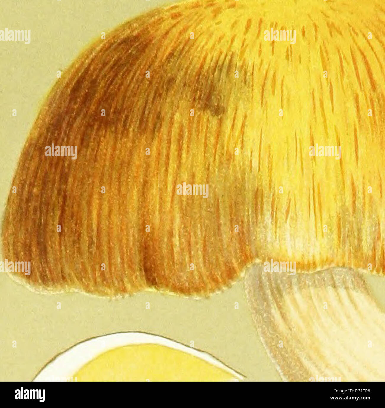 This plate illustrates British fungi species from the Hymenomycetes ...