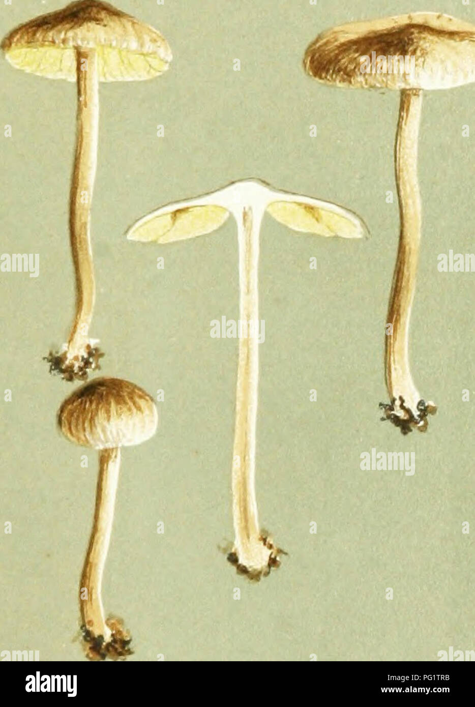 This work features detailed illustrations of British fungi species ...