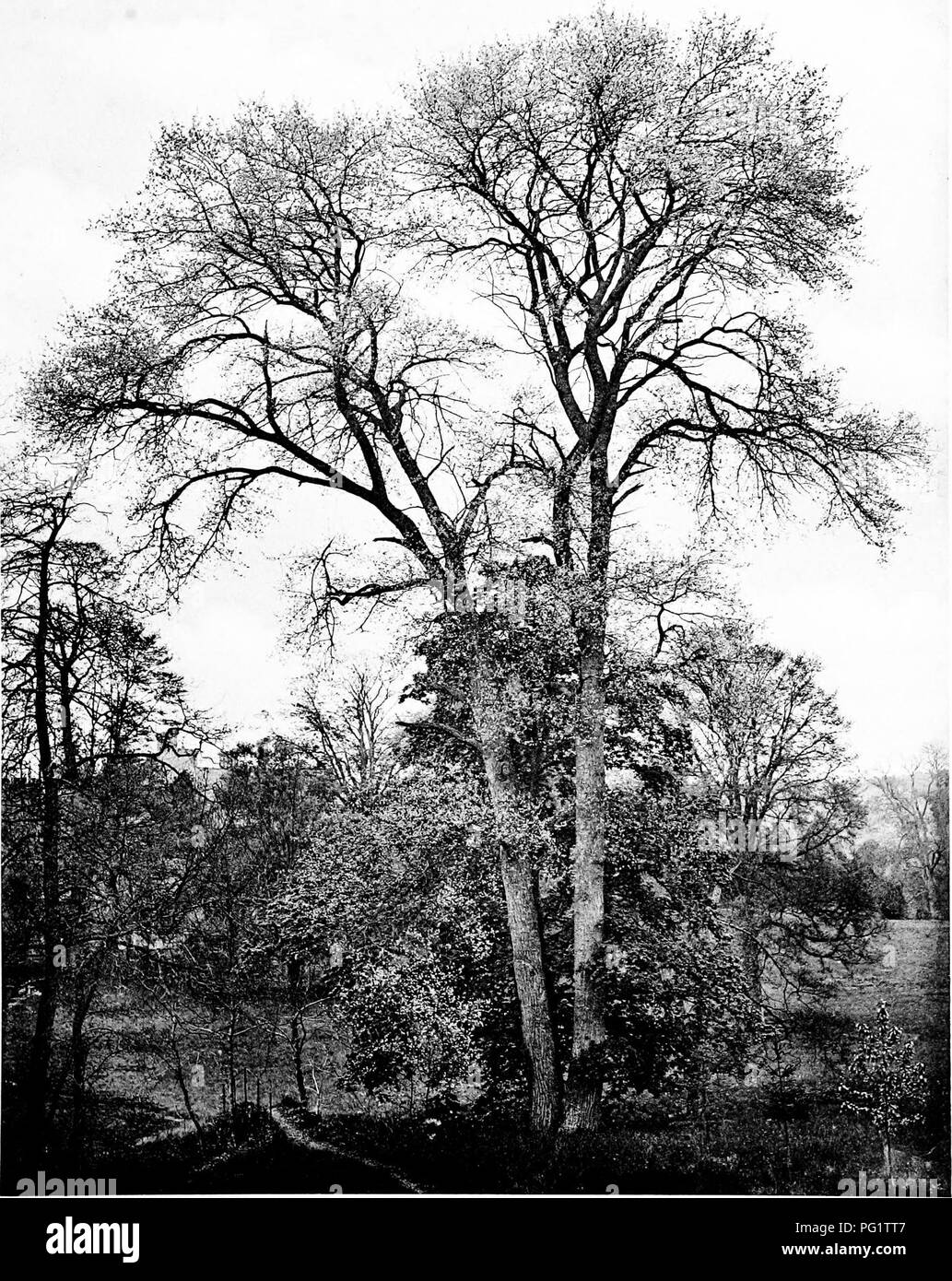 This botanical illustration depicts the Grey Poplar (Populus x ...