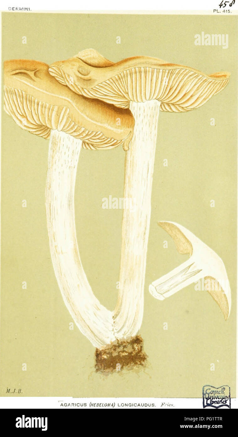 This image from 'Illustrations of British Fungi' depicts a species of ...