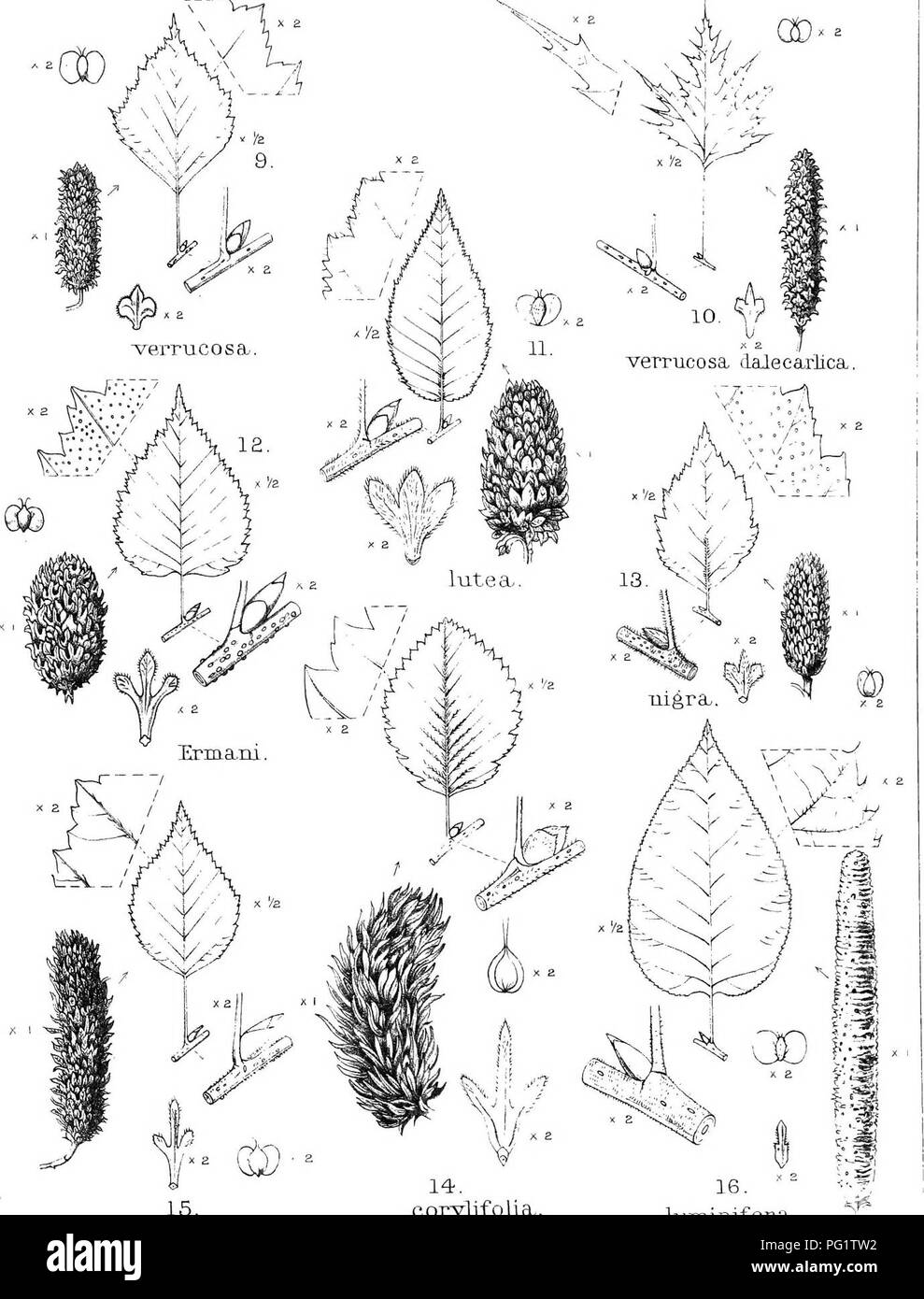 Budi budi Black and White Stock Photos & Images - Alamy