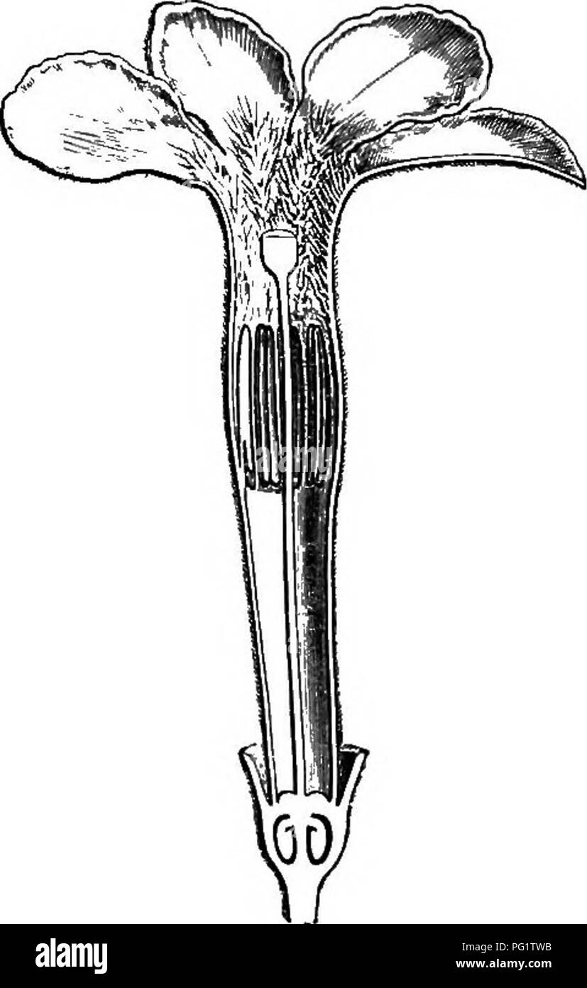 . The natural history of plants. Botany. Fig. 286. Bud (f). inserted at ...