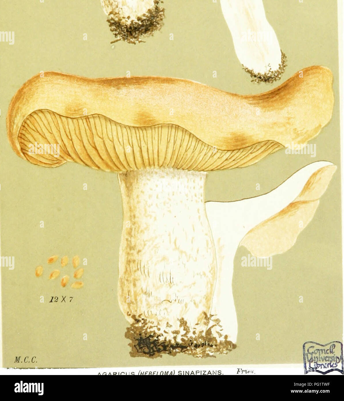 This atlas by Mordecai Cubitt Cooke presents detailed illustrations of British fungi ...