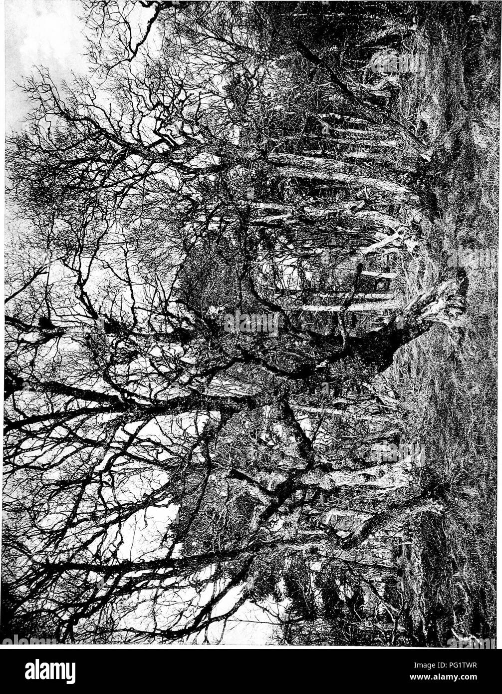 A comprehensive guide to the trees of Great Britain and Ireland ...