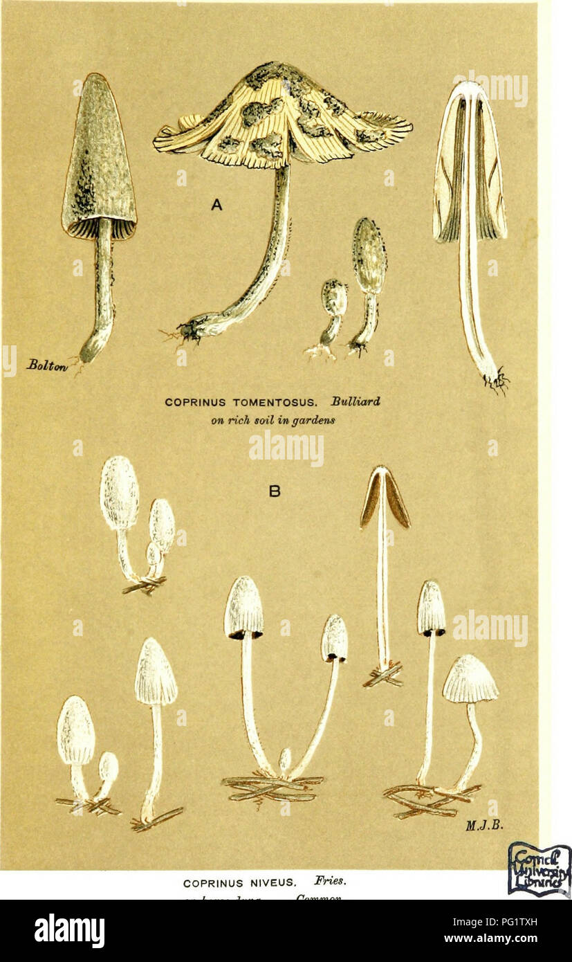 An illustrated guide to British fungi, focusing on the Hymenomycetes ...
