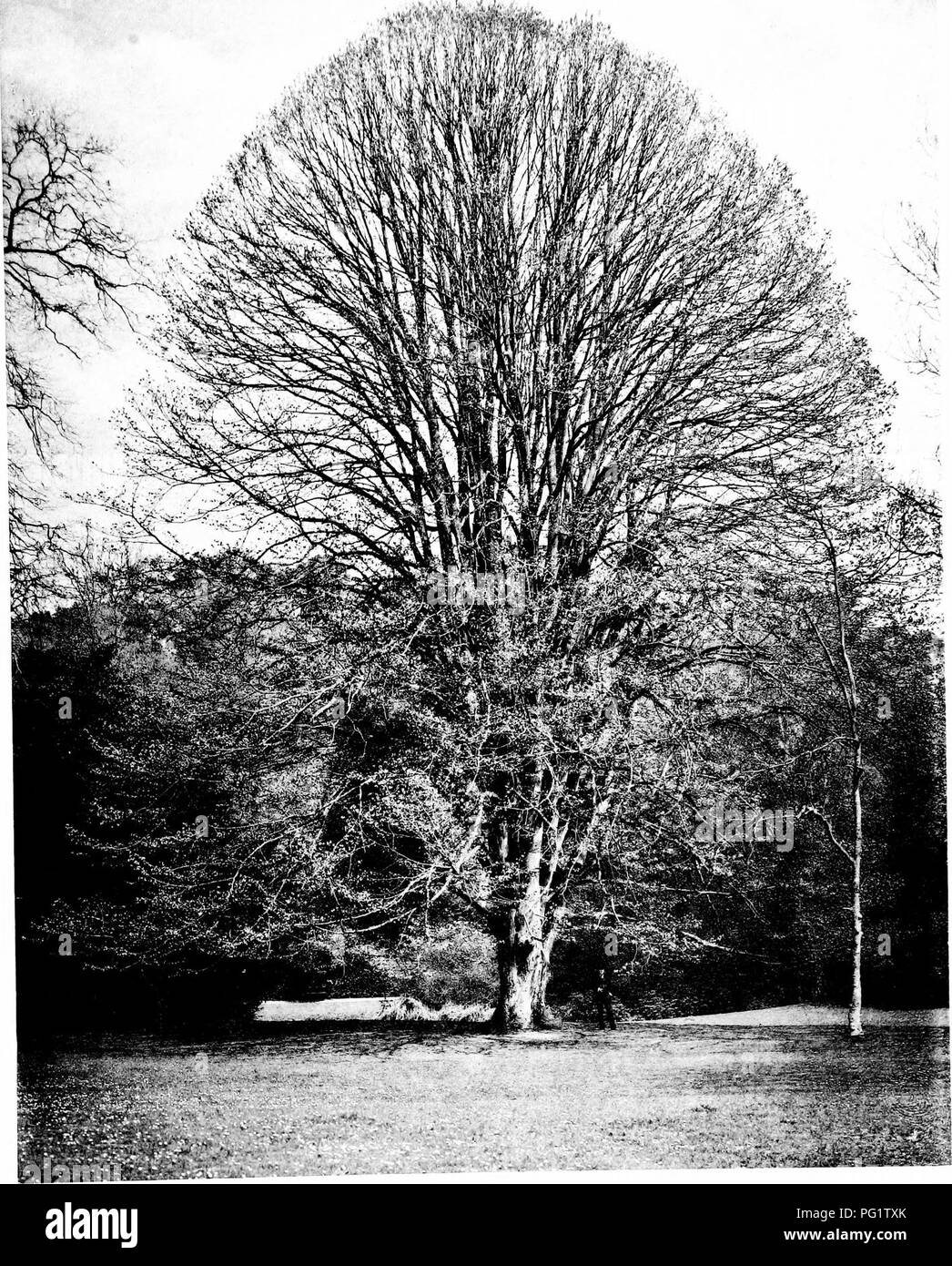 This work by Henry John Elwes and Augustine Henry documents the trees ...