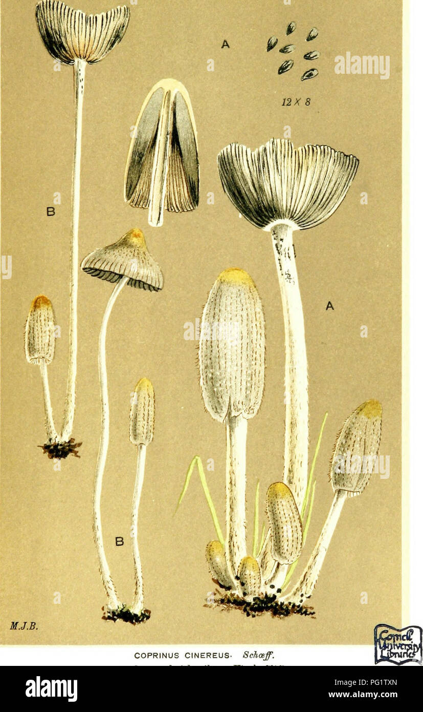 This atlas illustrates various species of British fungi in the ...