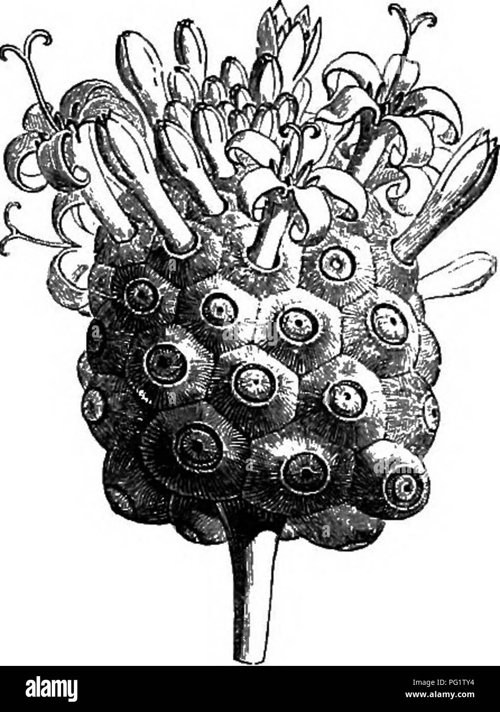 This text explores the natural history of plants, detailing their ...