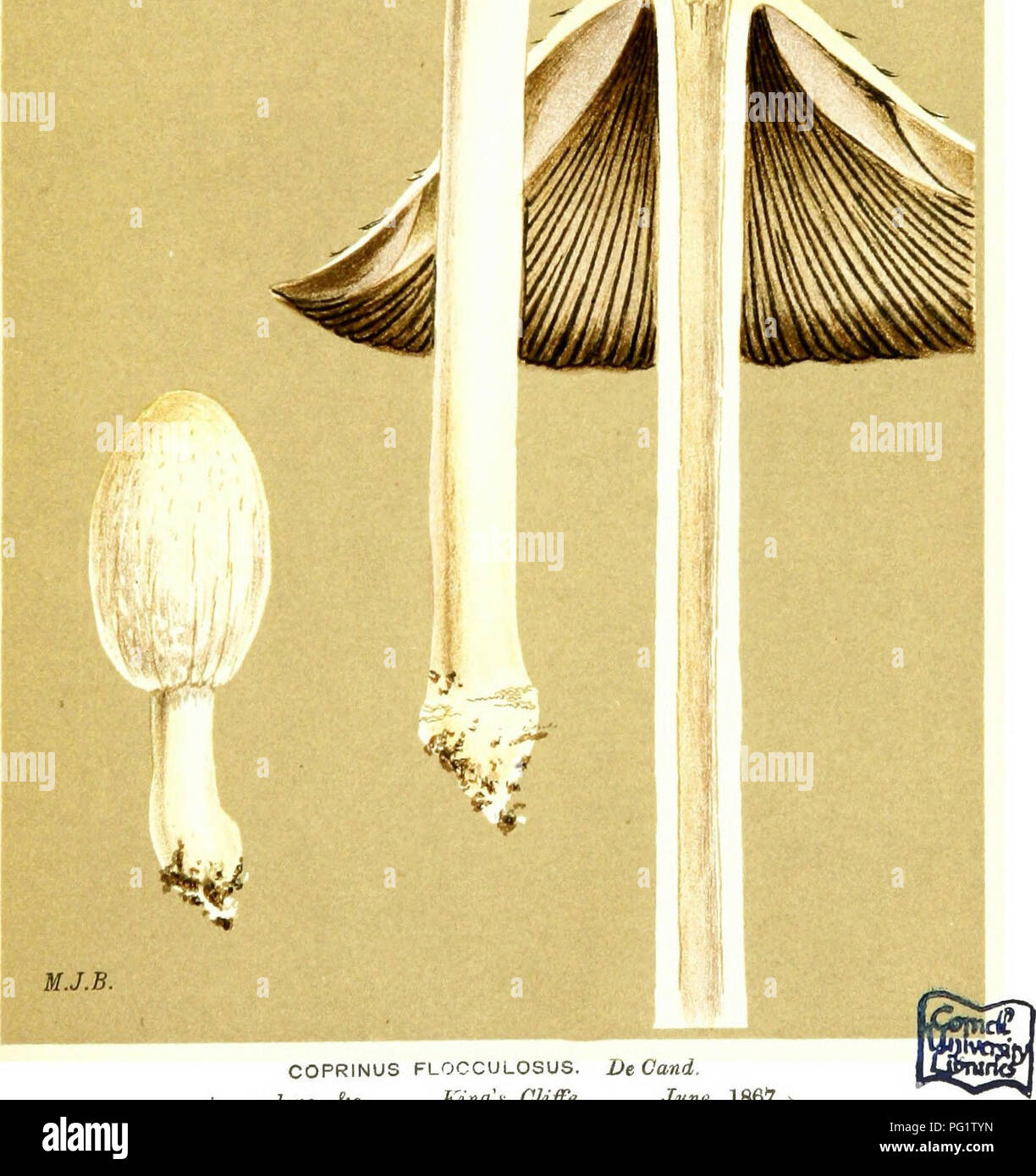 This illustration shows the fungus species Coprinus flocculosus, as ...
