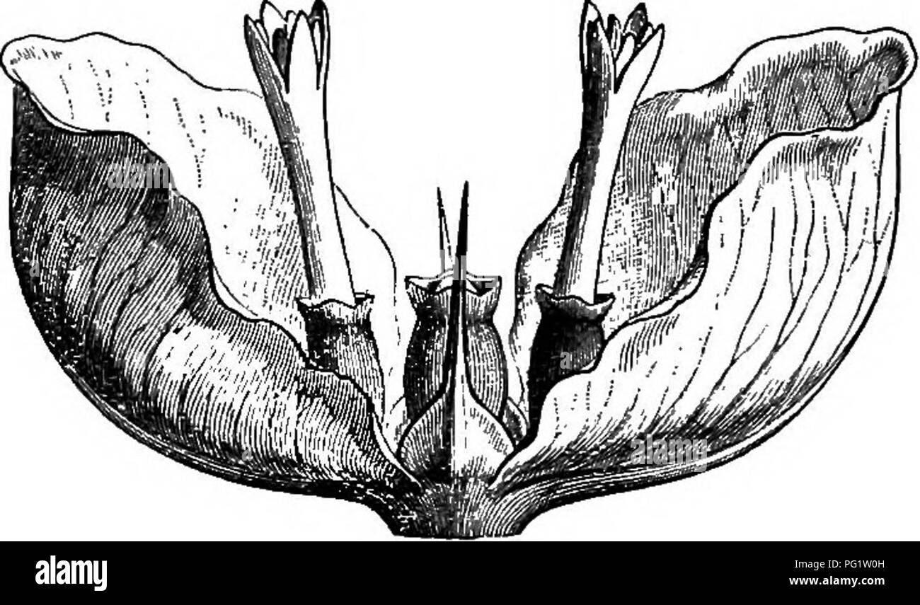 . The natural history of plants. Botany. 288 NATURAL HISTOBY OF PLANTS ...