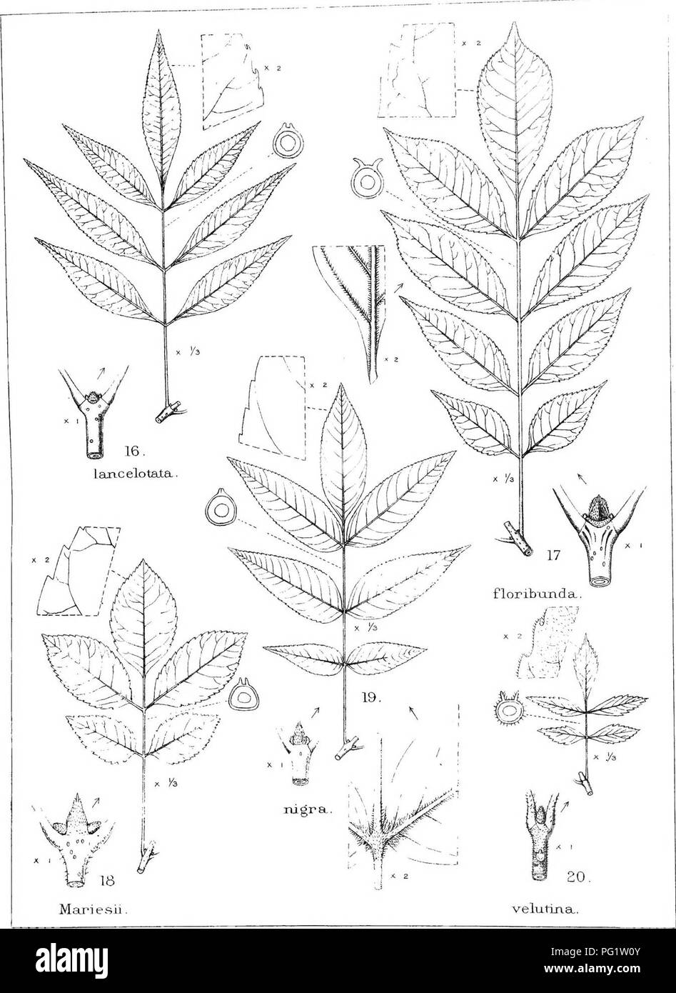 This reference work details the species of trees native to Great ...