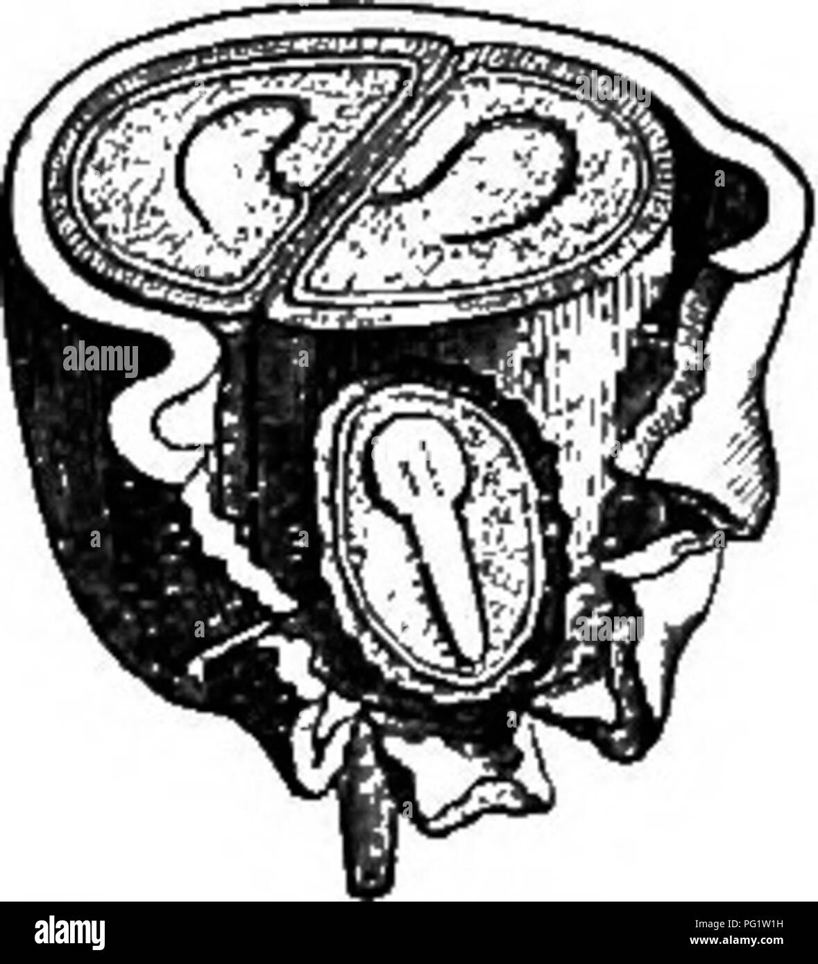 . The natural history of plants. Botany. ItUBIACE^. 277 Coffea arabica ...