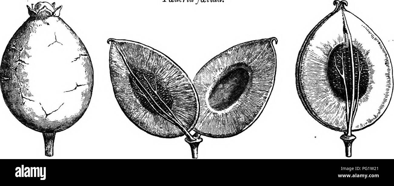 . The natural history of plants. Botany. 274 NATURAL HISTOBT OF PLANTS ...