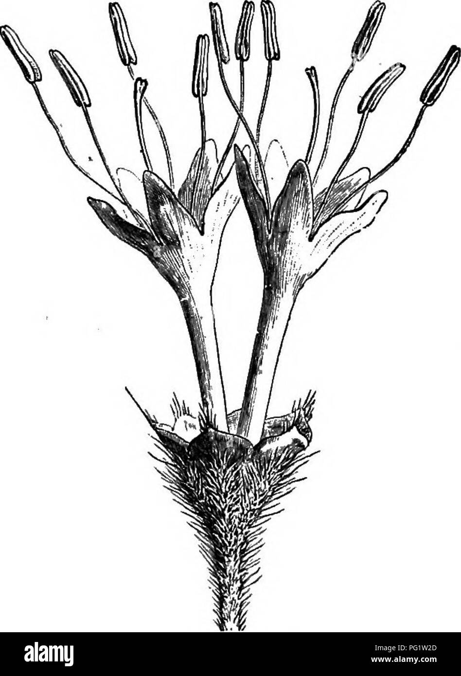 Australian plants illustrations hi-res stock photography and images - Alamy