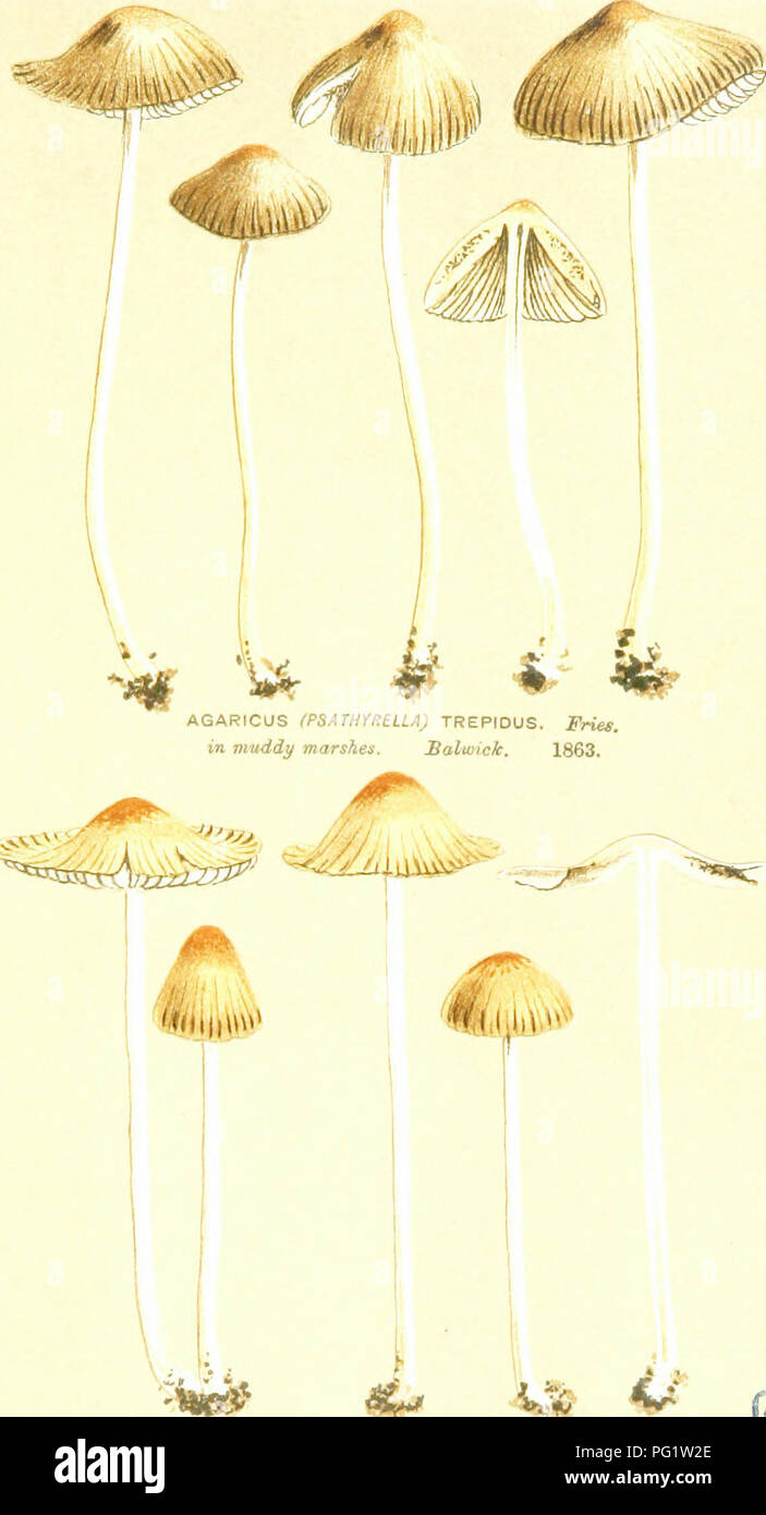 This atlas provides illustrations of British fungi, focusing on ...