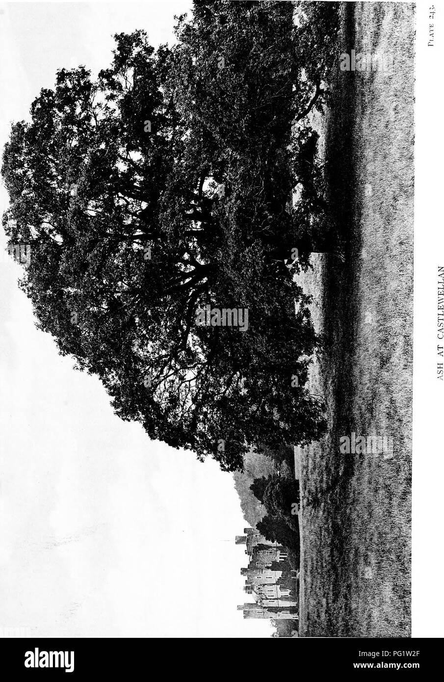 Diverse tree species Black and White Stock Photos & Images - Alamy