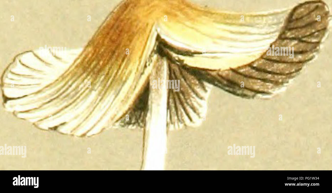 Mordecai cubitt cooke hi-res stock photography and images - Alamy