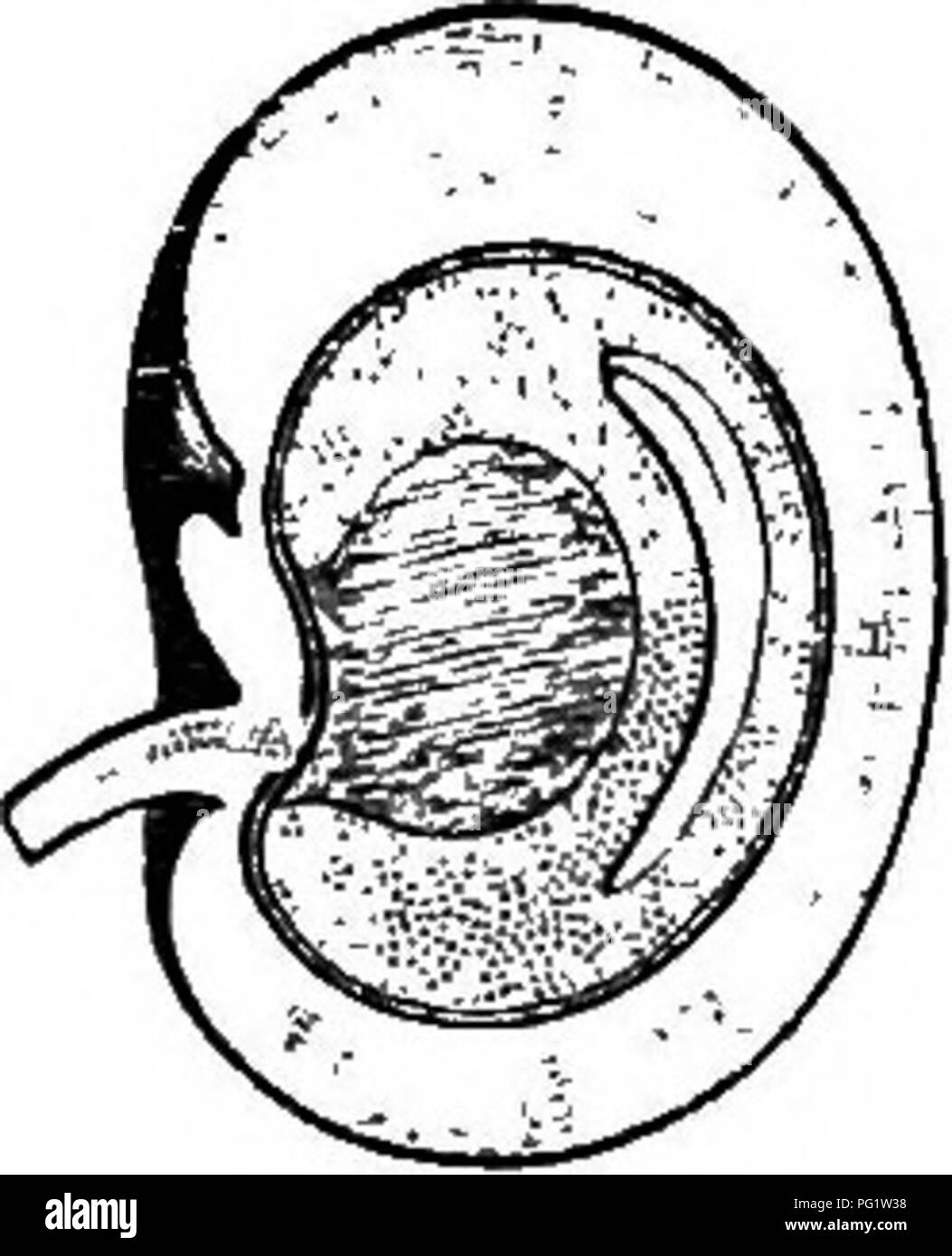 . The natural history of plants. Botany. Fig. 227. Long. sect, of ...