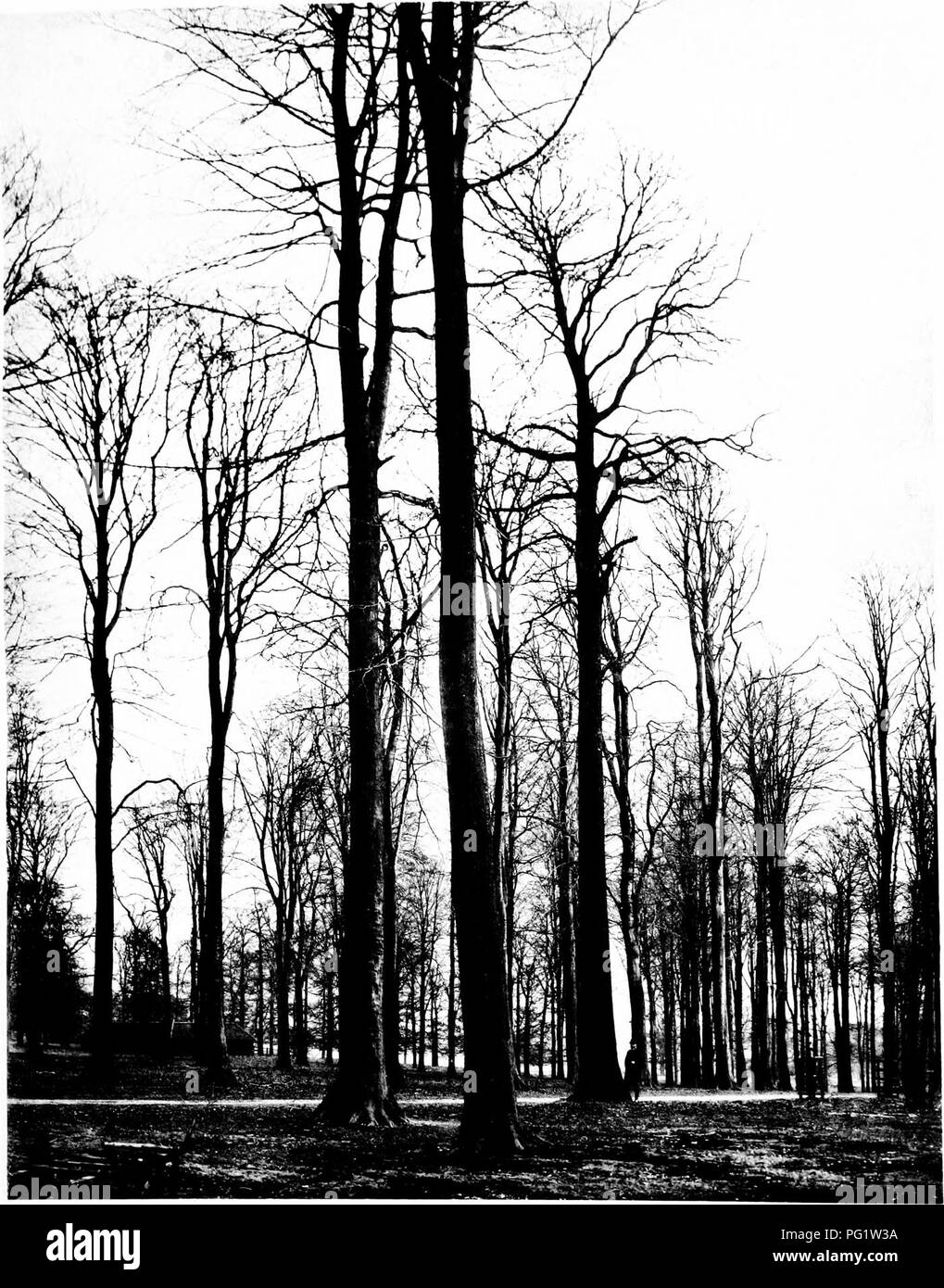 This illustration depicts the Spanish Chestnut at Thoresby, focusing on ...