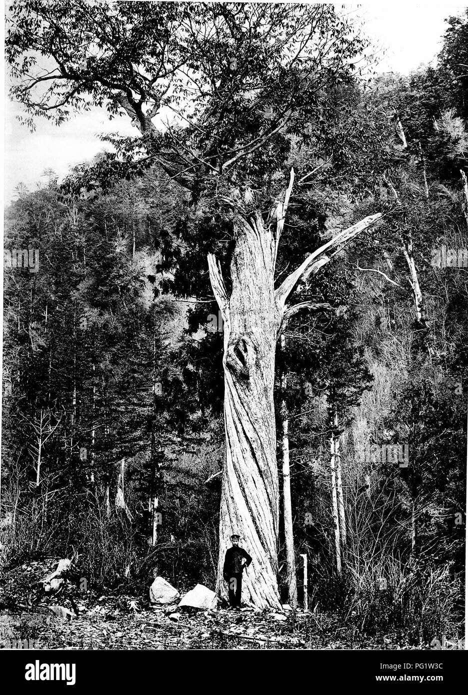A depiction of the Japanese Chestnut tree located at Atera, Japan ...