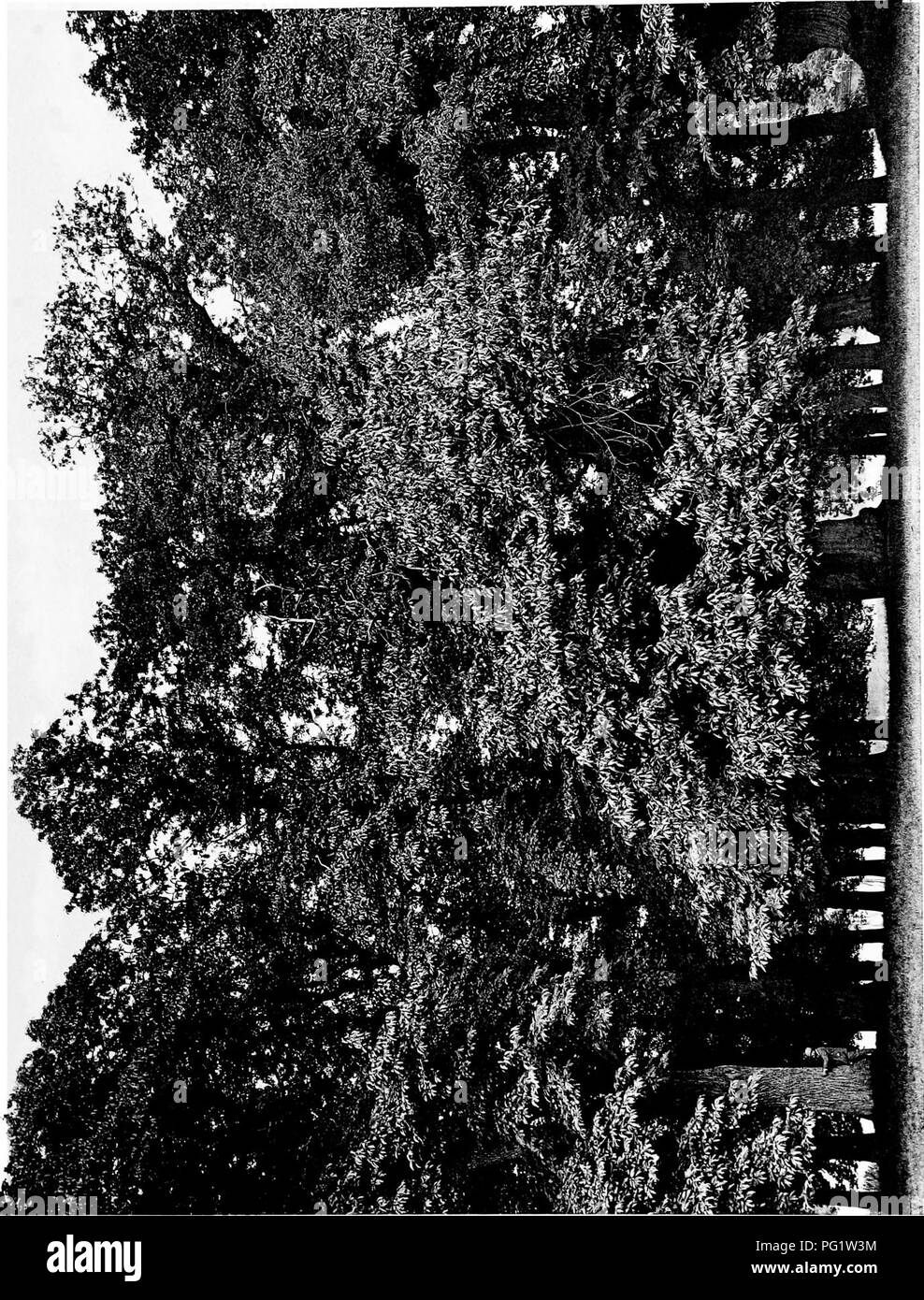 Volume from 'The Trees of Great Britain & Ireland' by Henry John Elwes ...