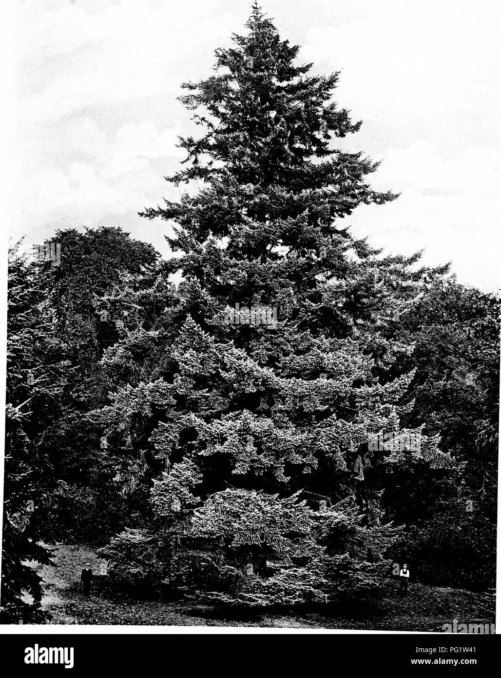 Conifer trees britain Black and White Stock Photos & Images - Alamy
