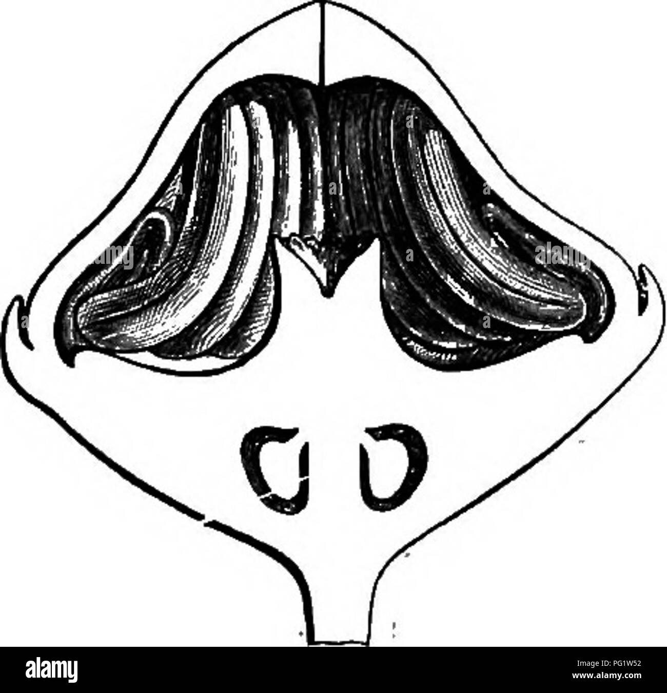 Urceolate hi-res stock photography and images - Alamy