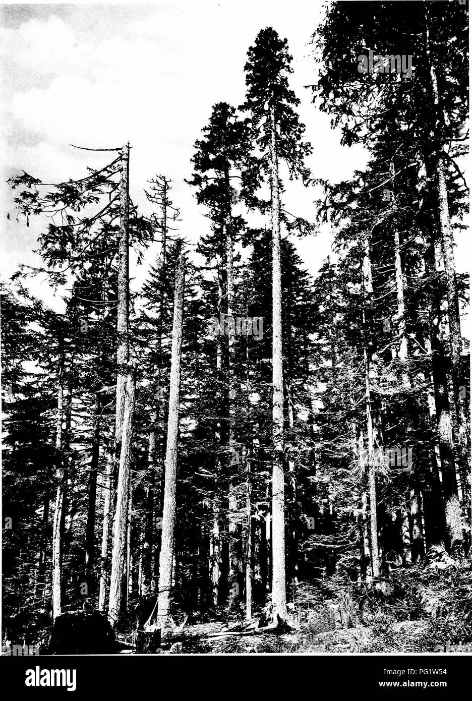 The *Noble Fir* (*Abies procera*), illustrated in this work, is native ...