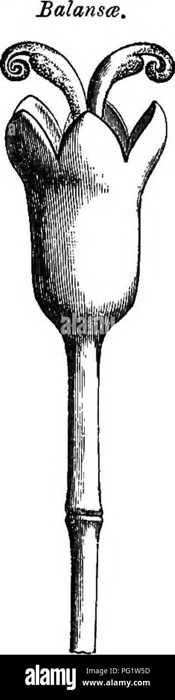 Ferous hi-res stock photography and images - Alamy