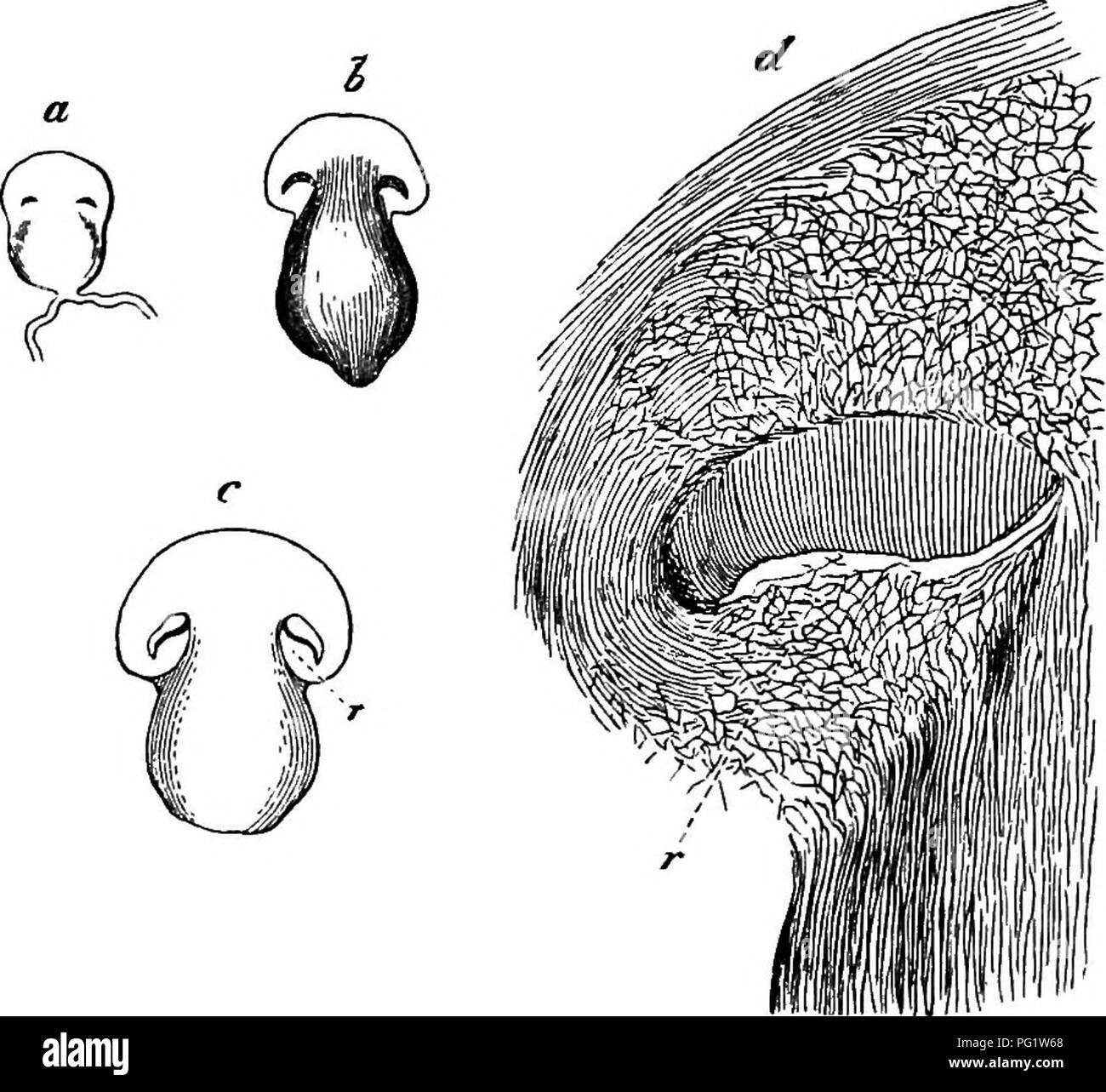 Spike insertion Black and White Stock Photos & Images - Alamy