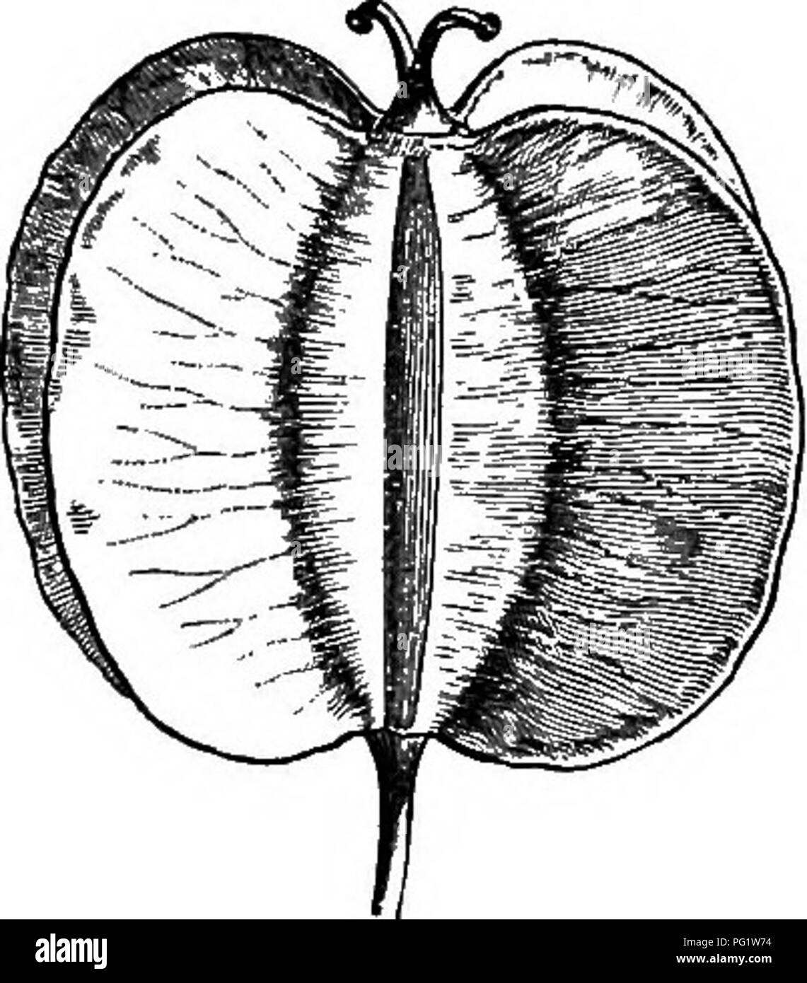 Scarious hi-res stock photography and images - Alamy