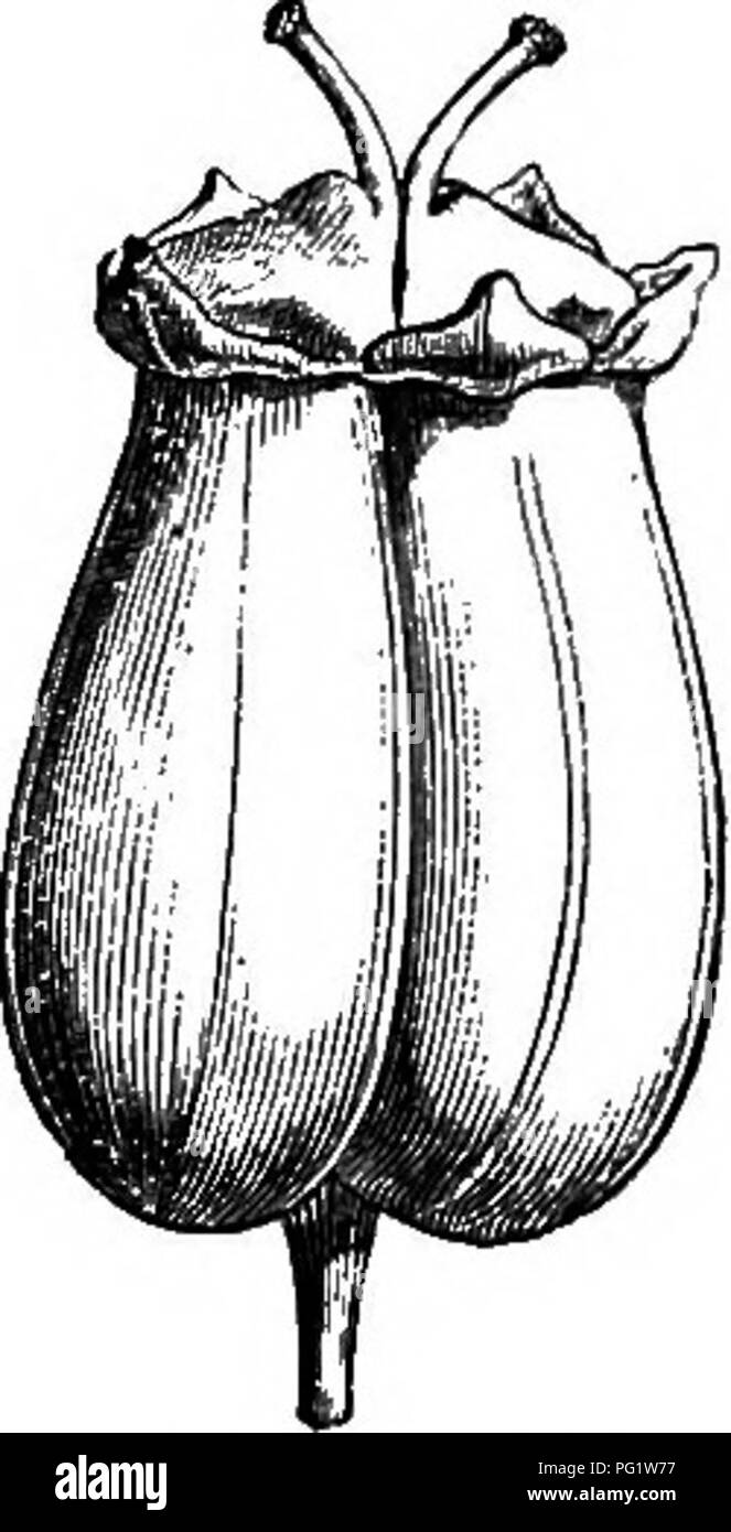 This botanical description focuses on plants with inflexed, adnate ...