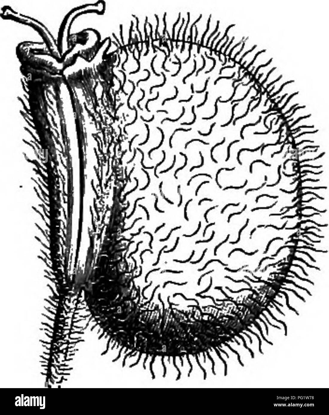 Laterally flattened hi-res stock photography and images - Alamy