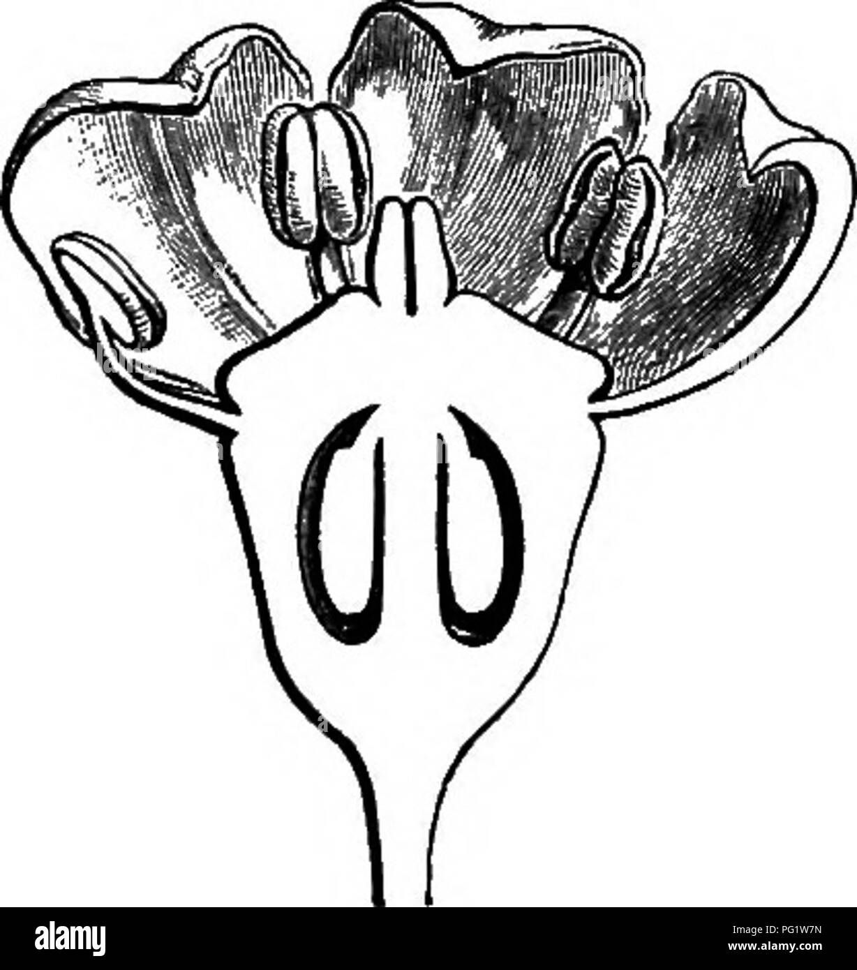 . The natural history of plants. Botany. Fig. 158. Three-flowered ...