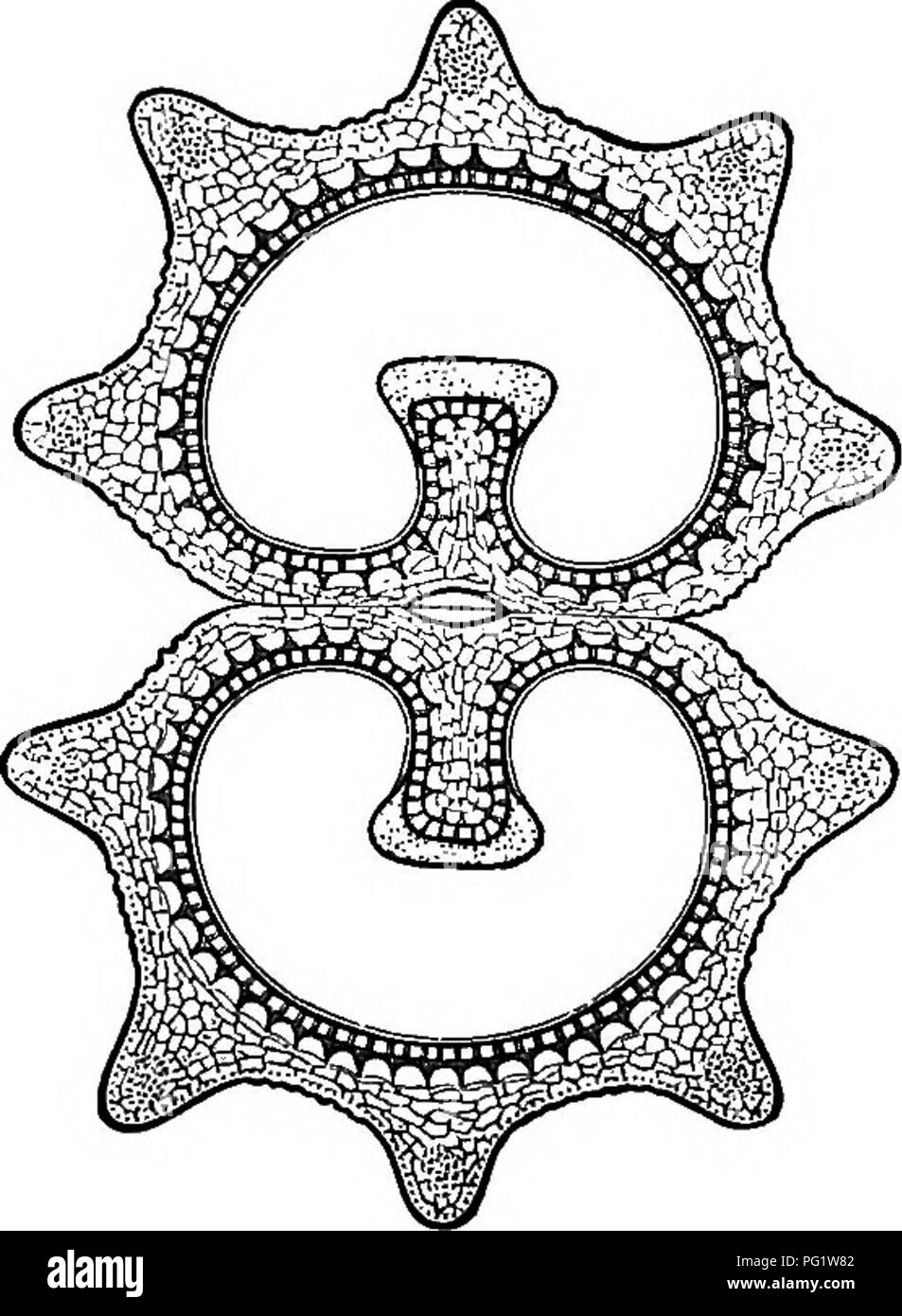 This botanical work provides a detailed description of plant fruits and ...