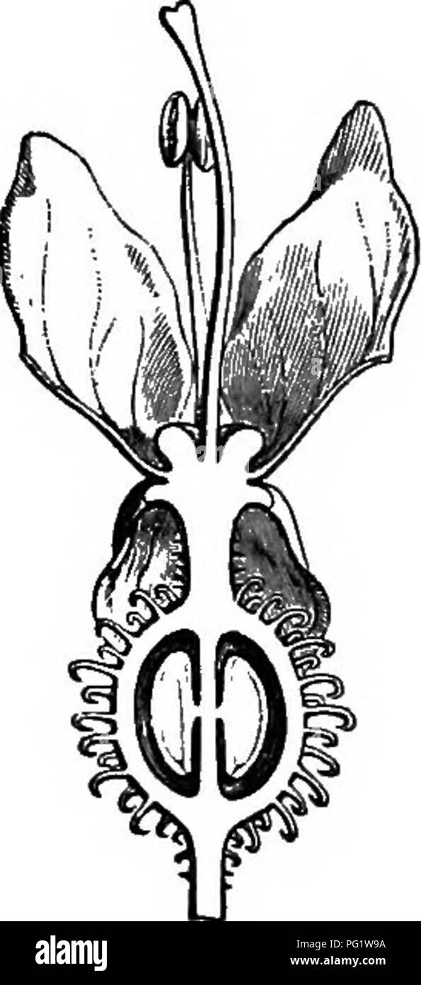 . The natural history of plants. Botany. Fig. 443. Inflorescence. Fig ...