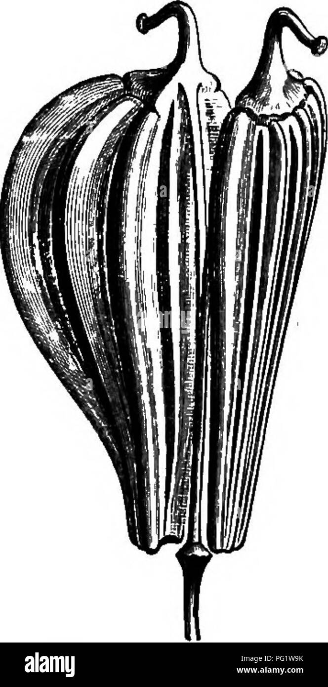 Pear shaped fruit Black and White Stock Photos & Images - Alamy