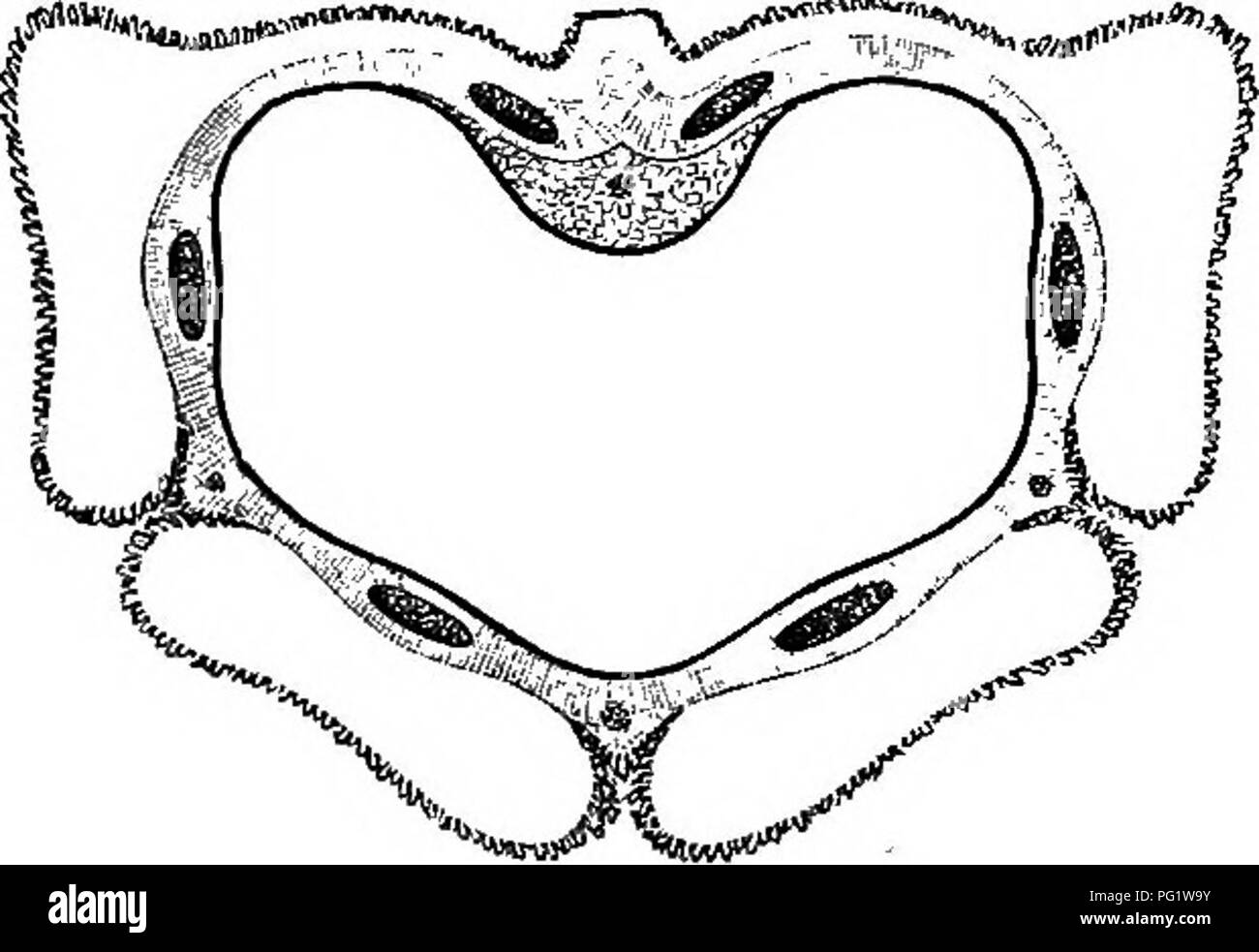 Plants complex morphology hi-res stock photography and images - Alamy