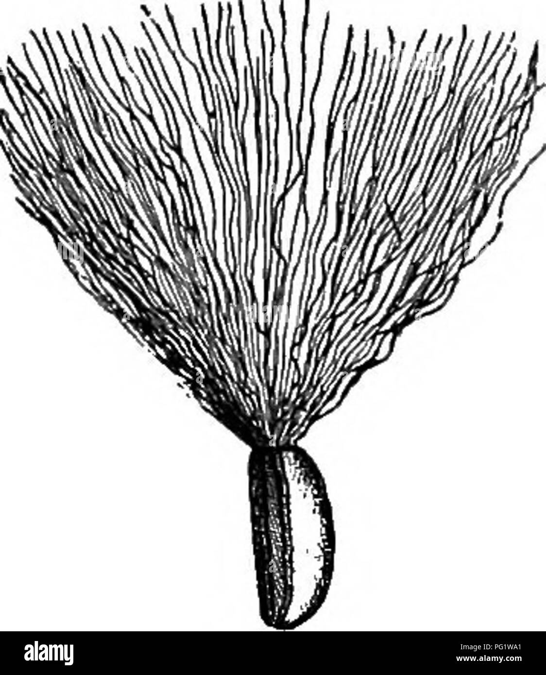 This book covers the natural history of plants, featuring illustrations ...