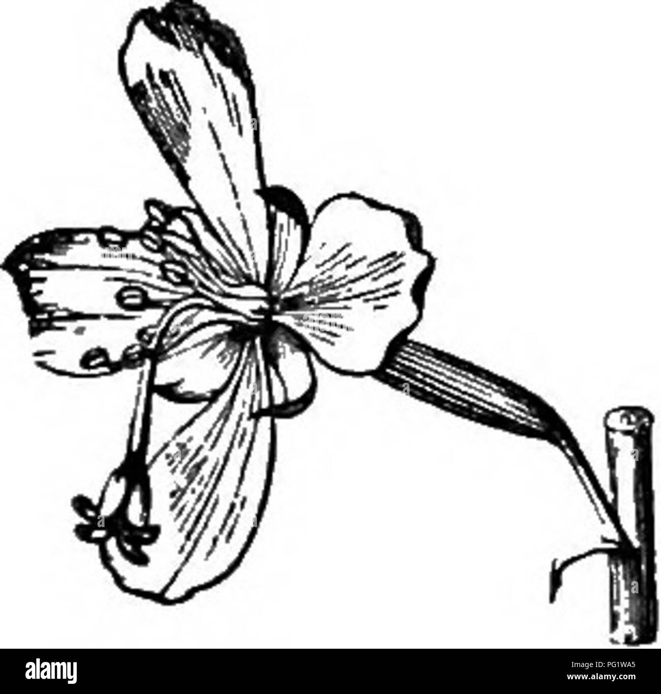 Tetramerous Black and White Stock Photos & Images - Alamy