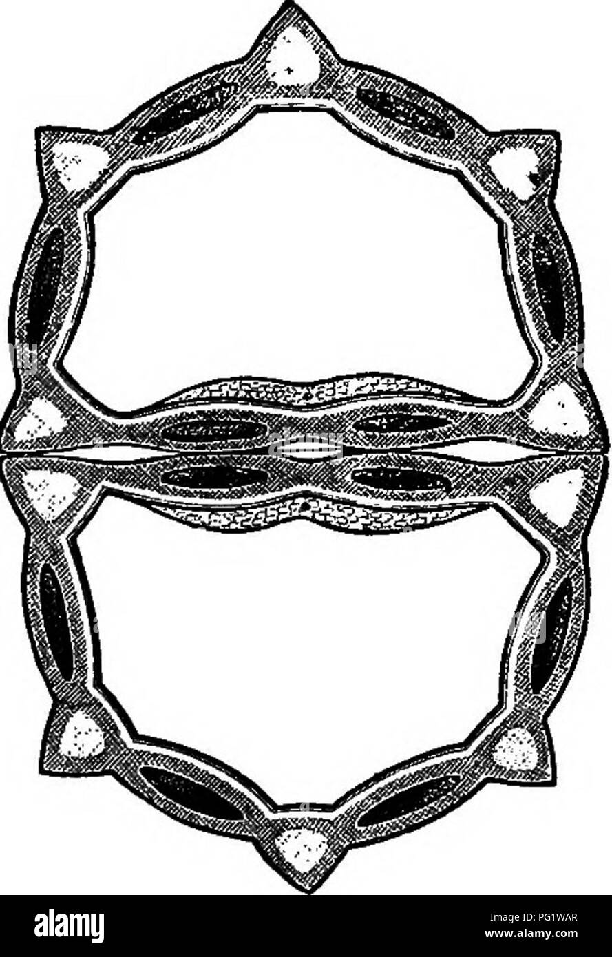 . The natural history of plants. Botany. Fig. 118. Fruit ©. Fig. 119 ...
