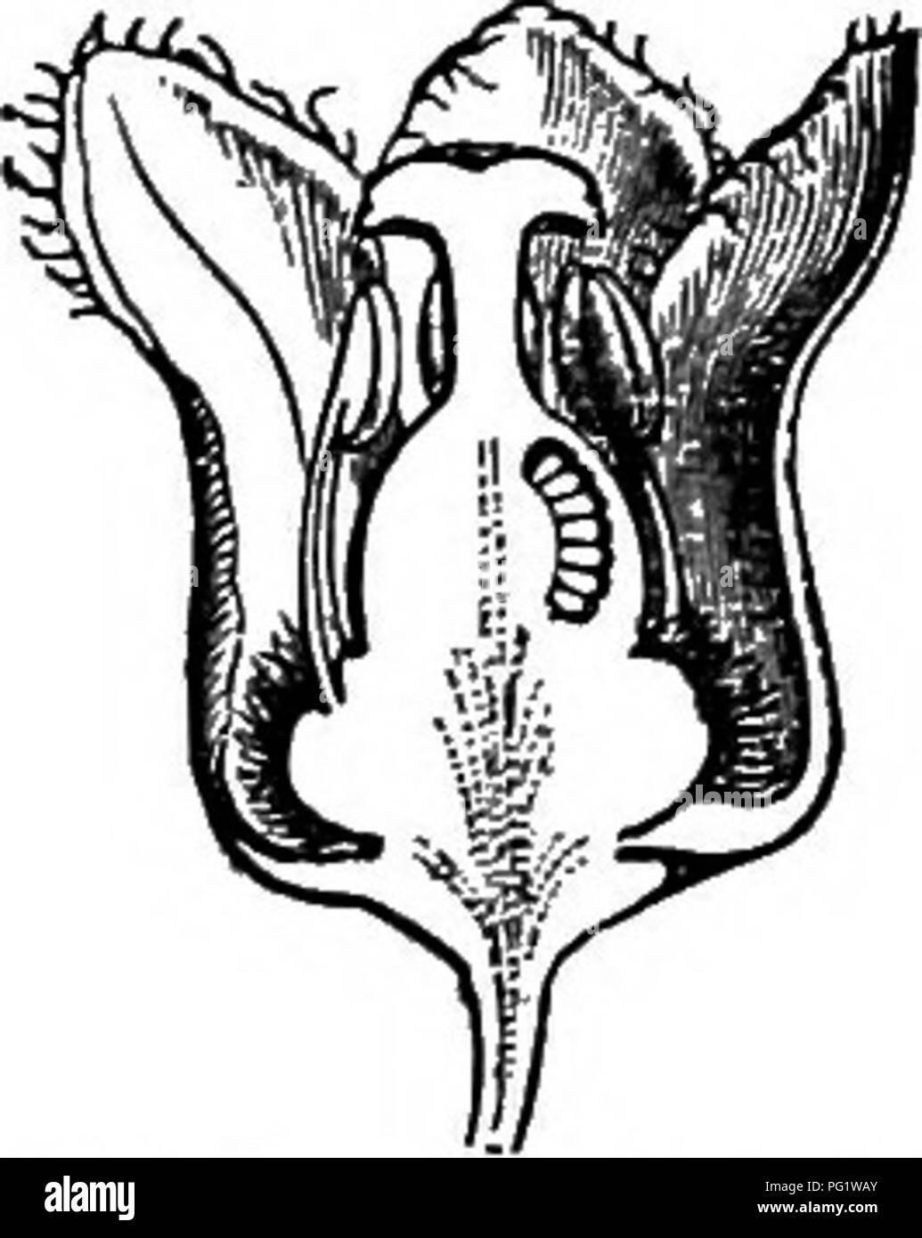 This work on plant botany provides detailed illustrations of flowers ...