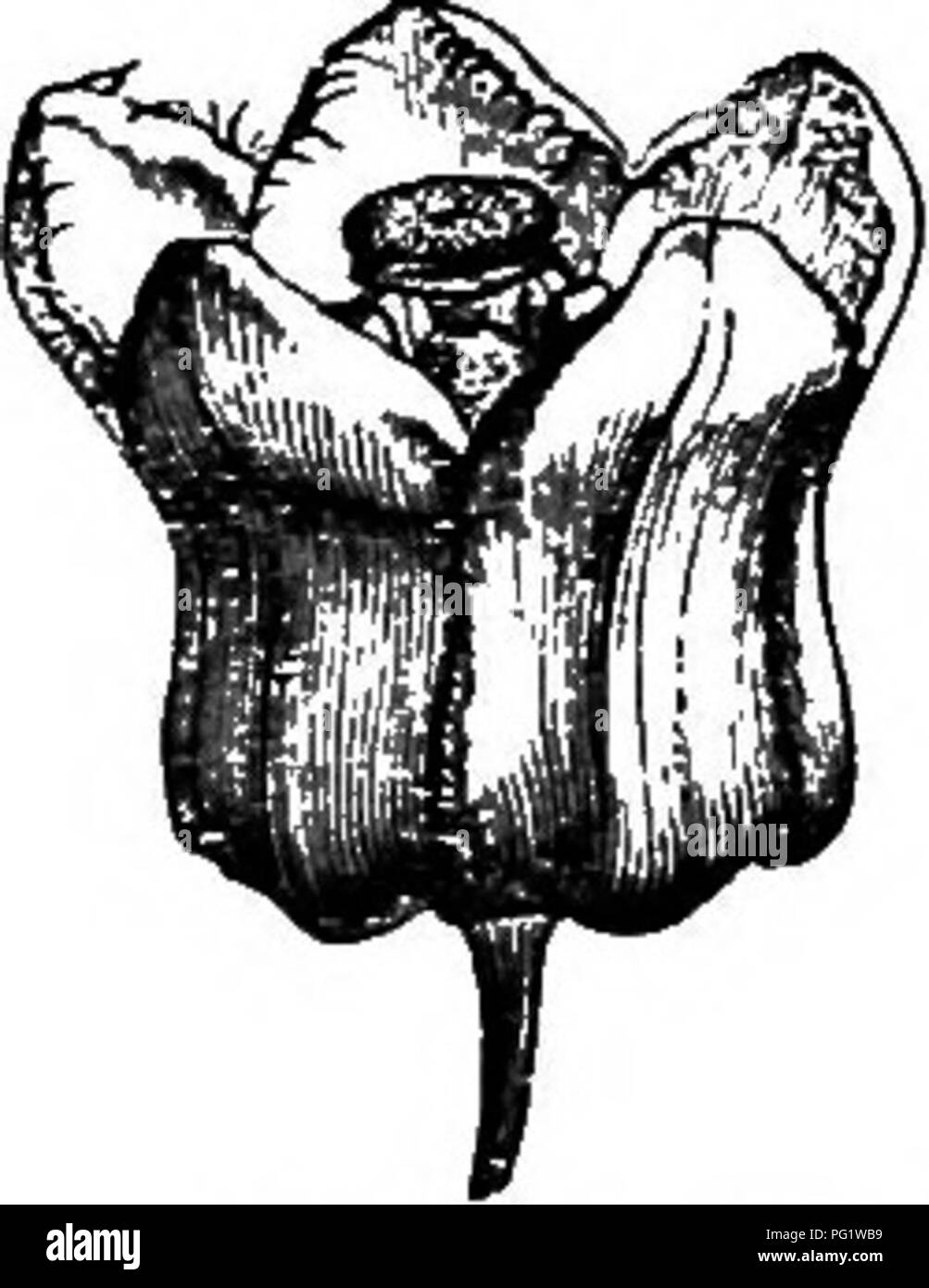 Urceolate hi-res stock photography and images - Alamy