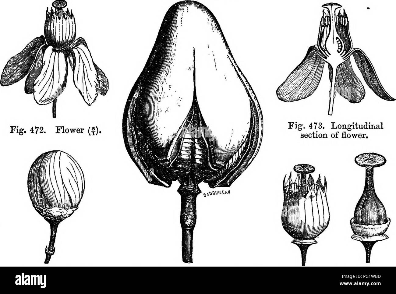 Slightly reflexed petals hi-res stock photography and images - Alamy