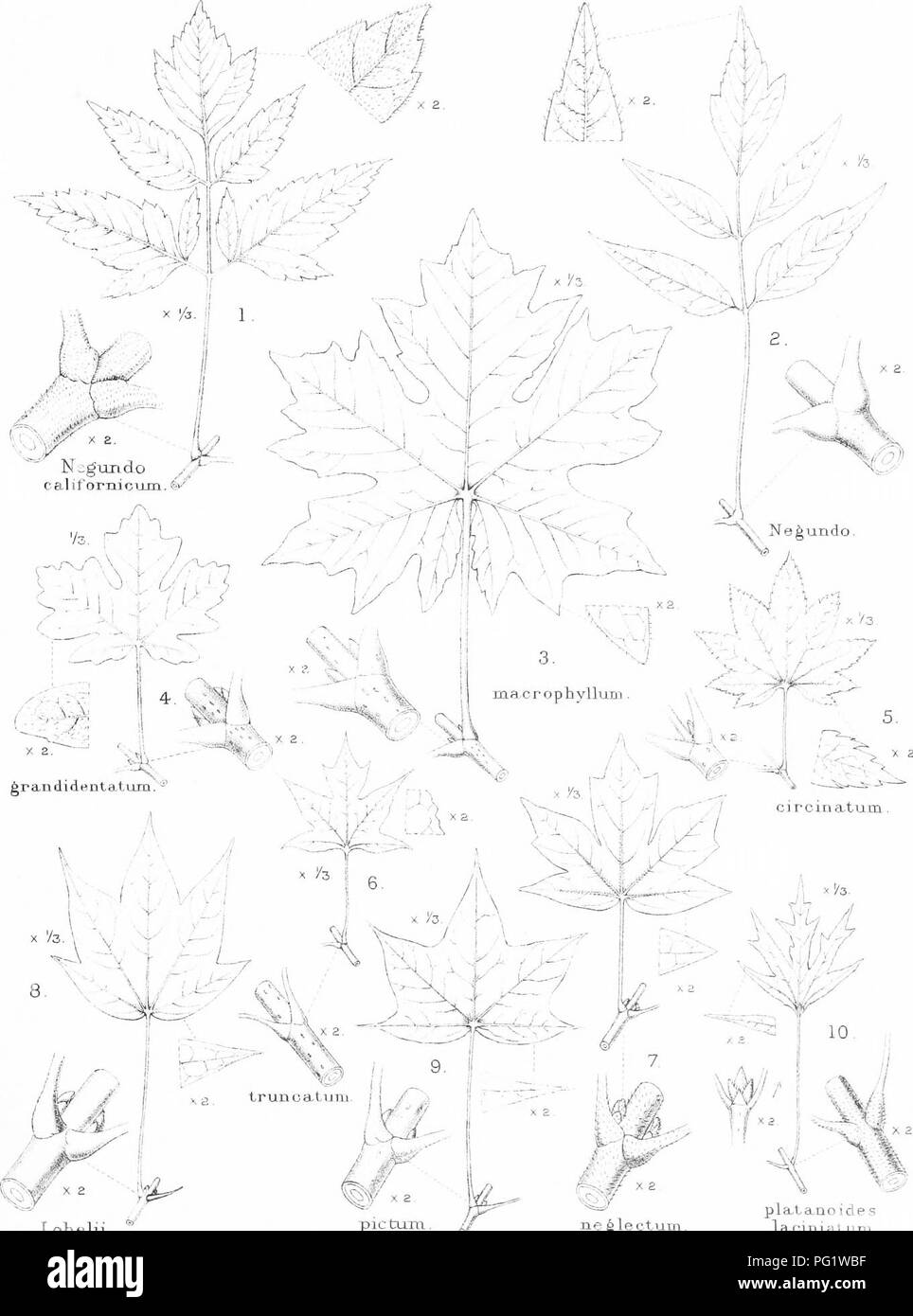 This illustrated work on the trees of Great Britain and Ireland ...