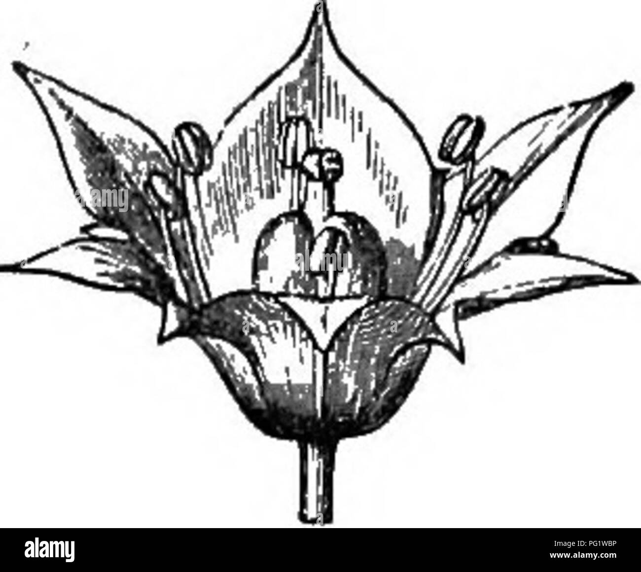 . The natural history of plants. Botany. LYTHBARIACEjE. 441 ...