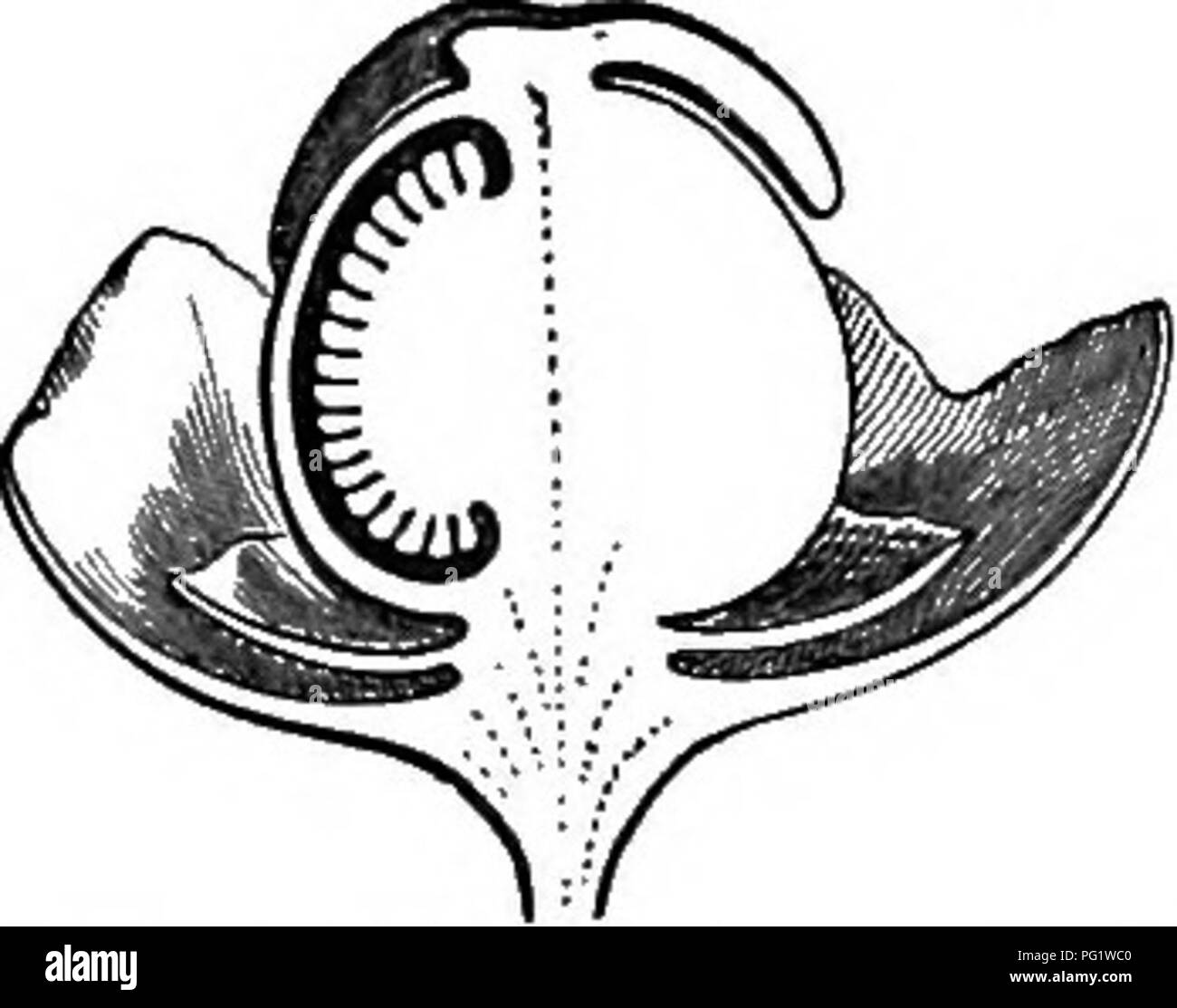 Receptacle of inflorescence Black and White Stock Photos & Images - Alamy