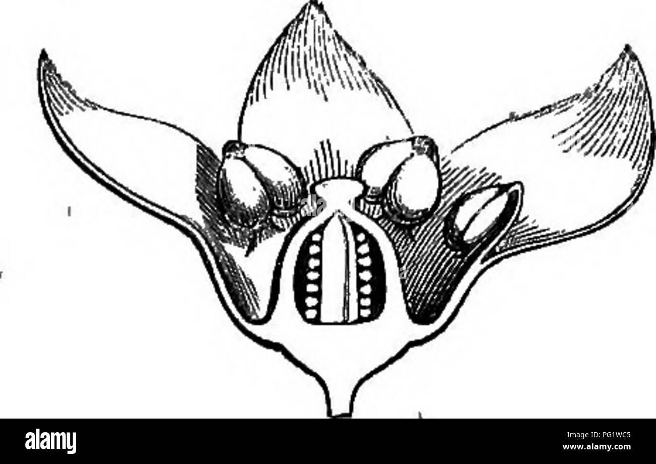 Loculicidal capsule hi-res stock photography and images - Alamy