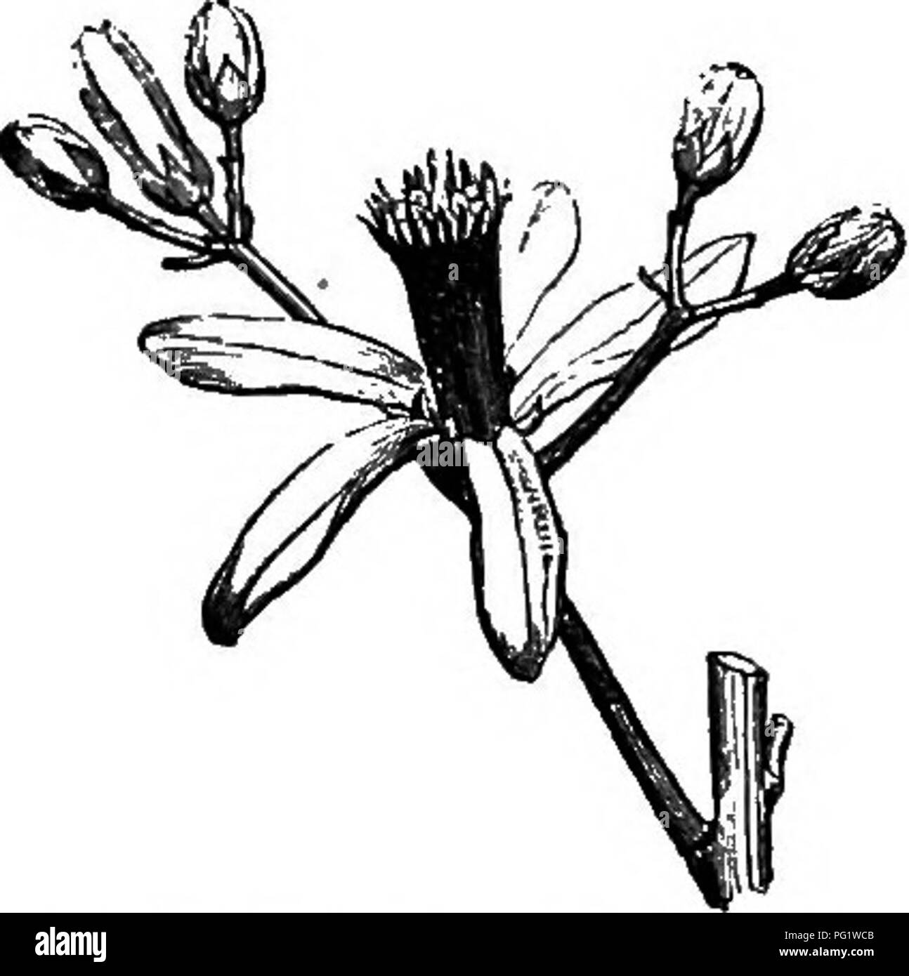 Monadelphous hi-res stock photography and images - Alamy